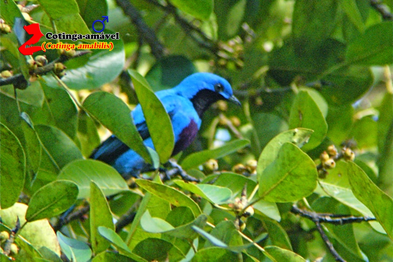 Zoologia: ESPÉCIE: Cotinga-amável (Cotinga amabilis)